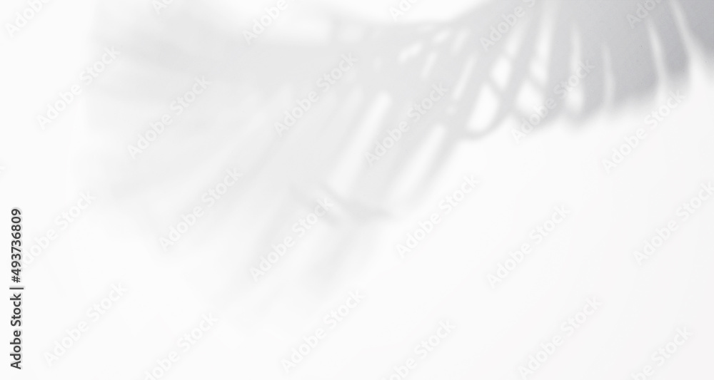 Realistic and minimalist blurred natural light windows and leaves ...