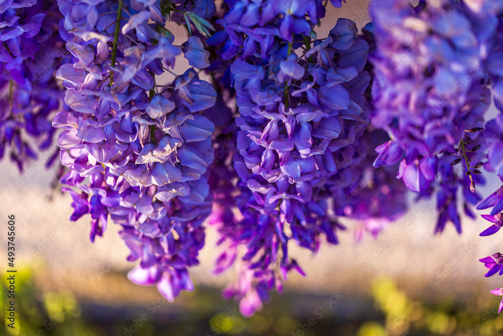 purple panicle tree is locally plant of japan, wisteria Stock Photo ...