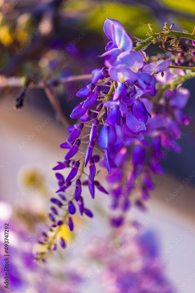 purple panicle tree is locally plant of japan, wisteria Stock Photo ...