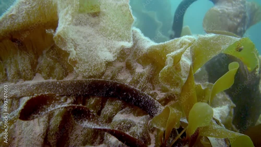 White anemones and yellow sponge on a stone floor. Beautiful landscapes ...