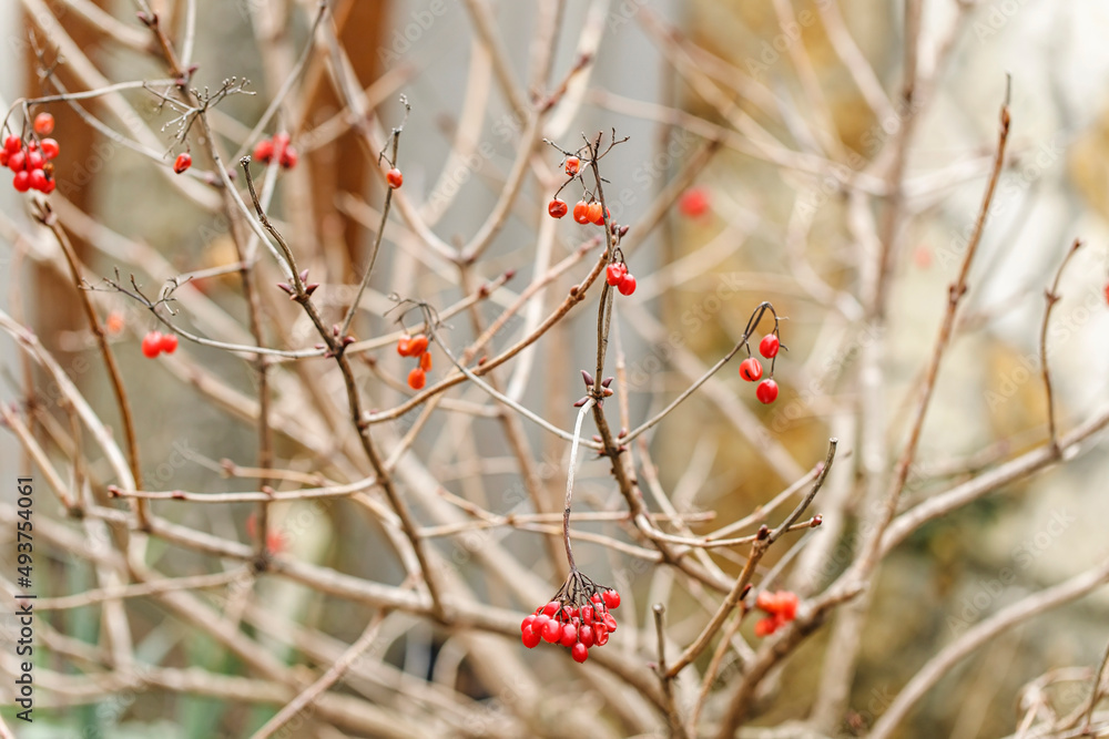 Berries of red viburnum in winter (Latin name Viburnum opulus) is a ...
