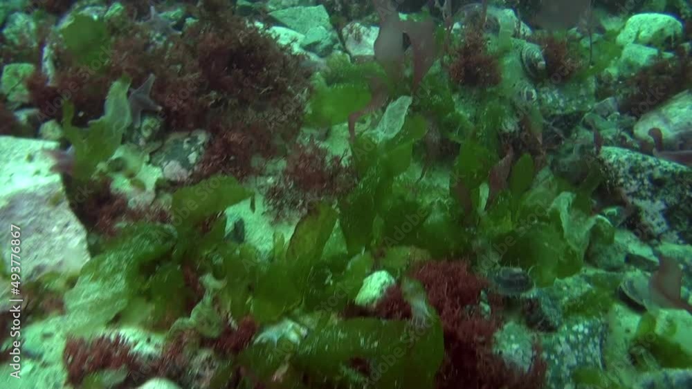 Underwater video in cold clear water of the Southern Ocean in ...