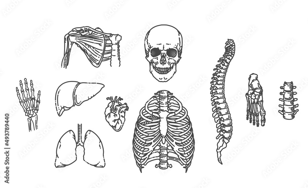Human skeleton structure. Internal organs Stock Vector | Adobe Stock
