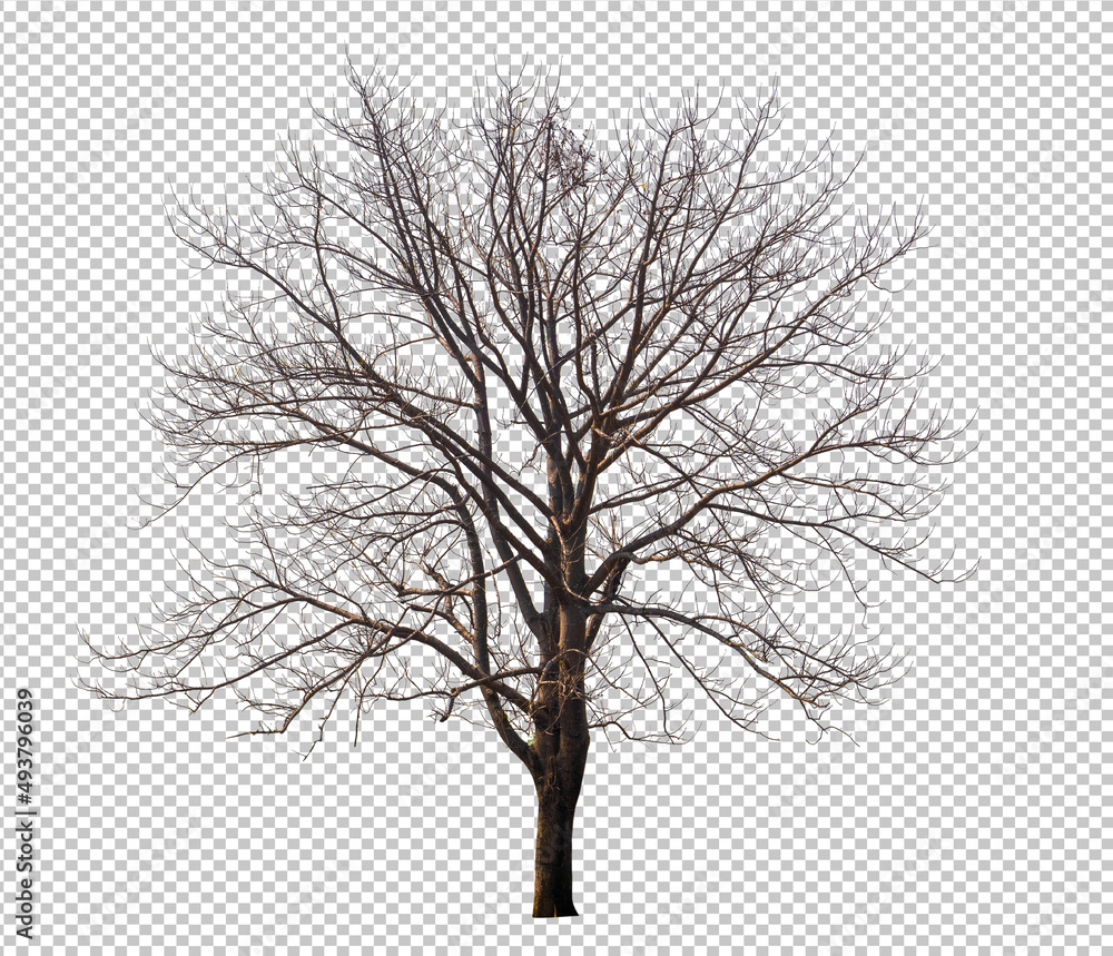 Tree without leaf on transparent background picture with clippings ...
