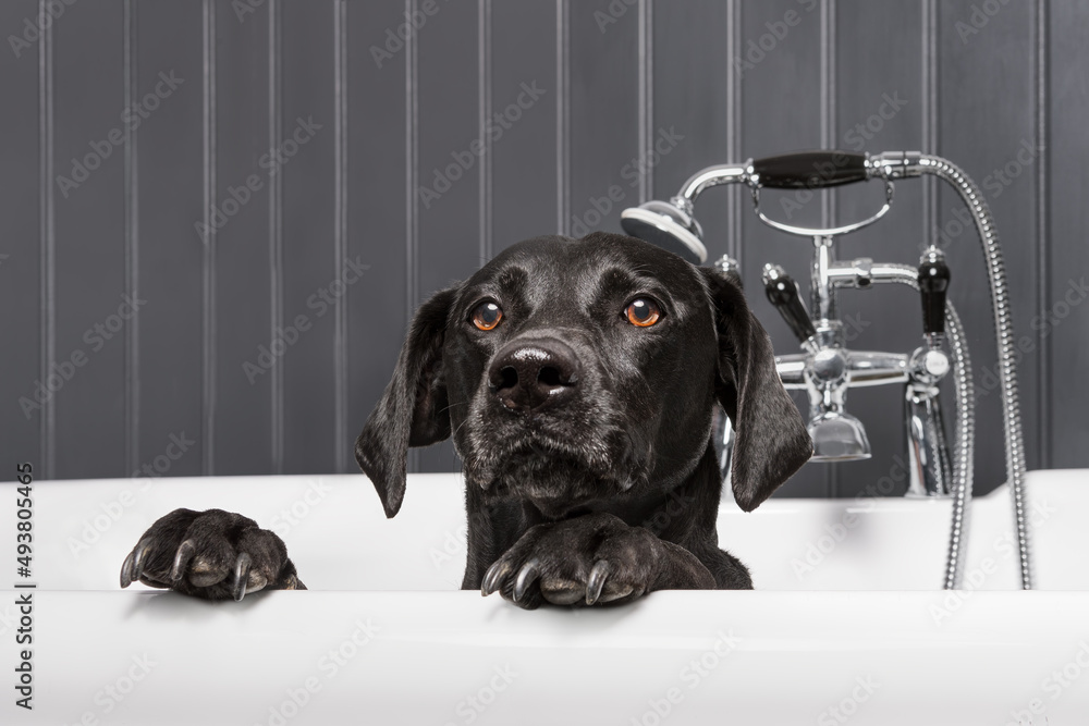 Black Labrador sitting in the bath with its feet on the edge of the tub ...