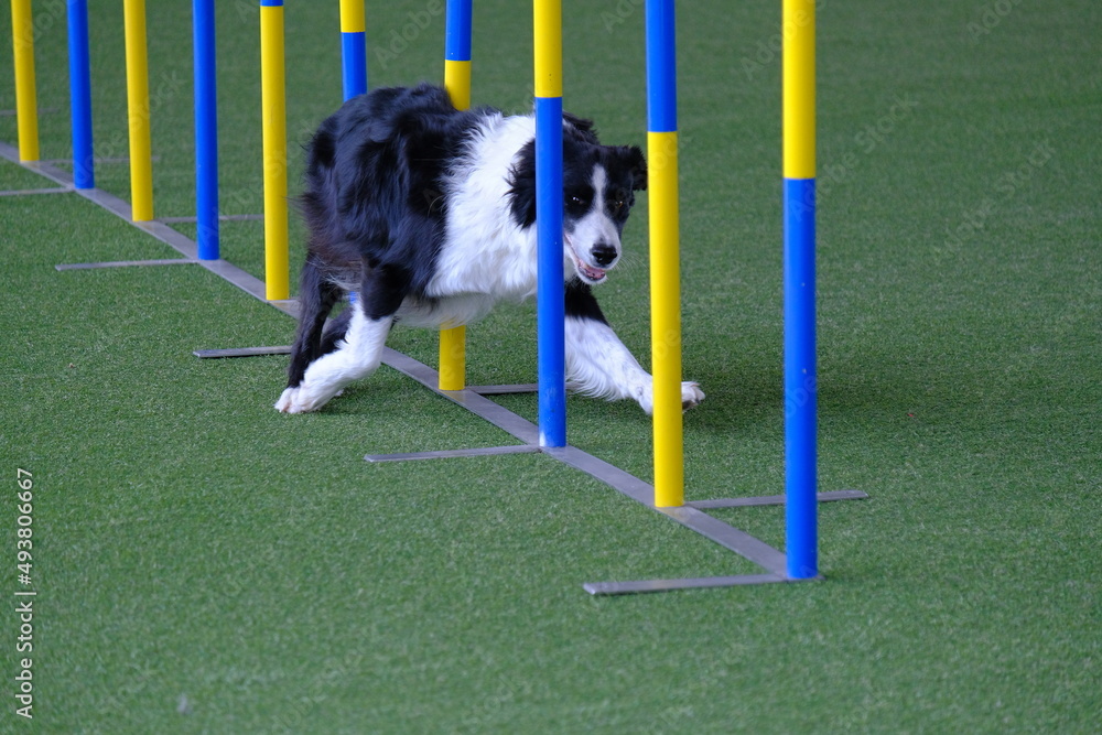 Dog agility in action. The dog is crossing the slalom sticks on ...
