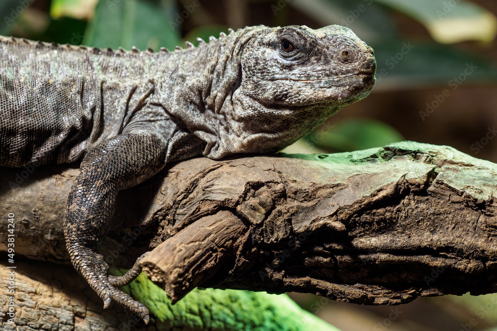 The Utila Iguana on a branch (Ctenosaura bakeri) is a critically ...