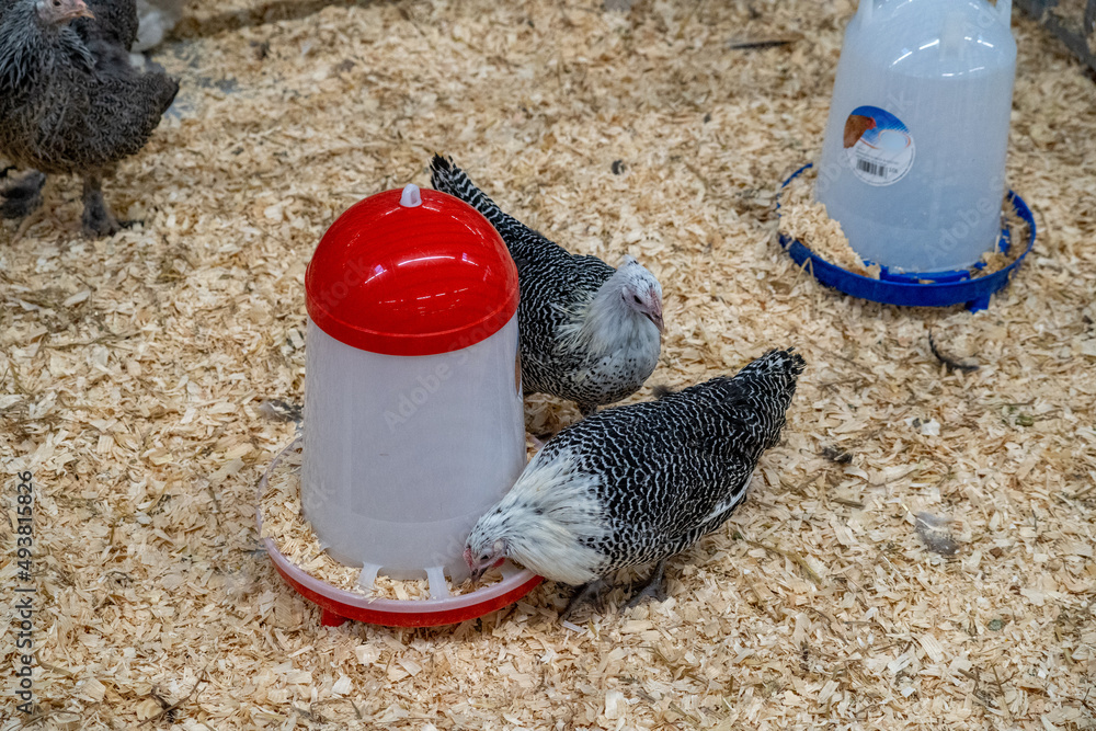 Beautifull belgian chicken (Izegemse Koekoek) walking on wood fibre ...