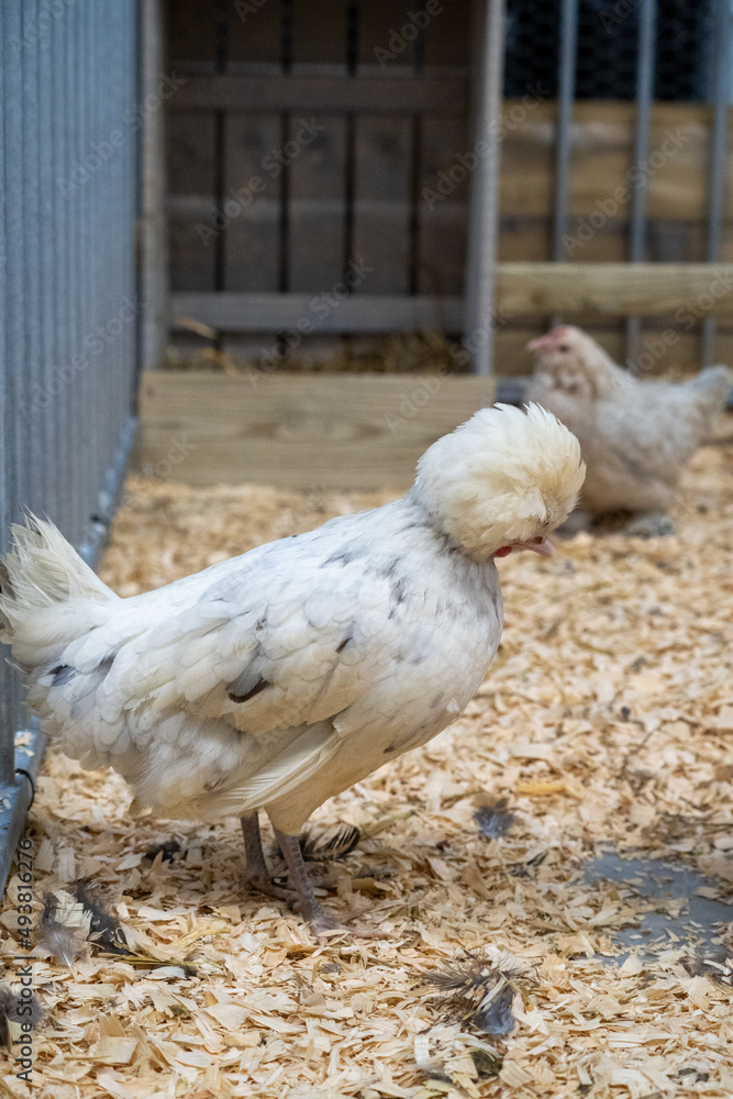 Polish chicken (hollandse witkuif) free range chicken on a farm with ...