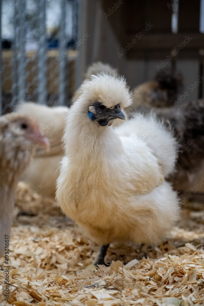 Silkie chicken (zijdehoen (nl) or Chinese silk chicken) with a ...