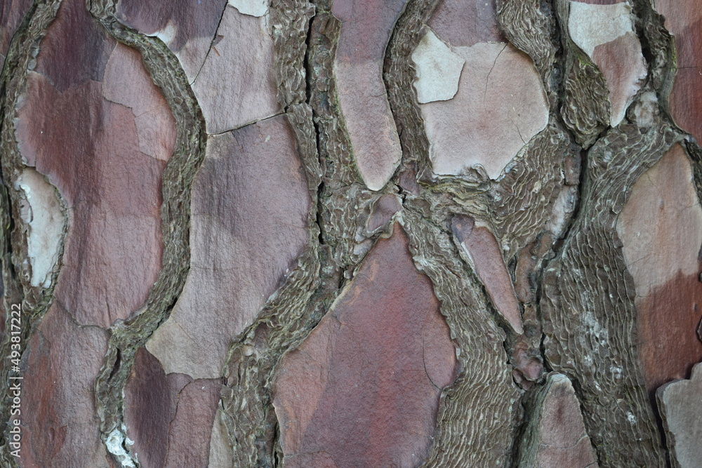 Textura de arbol Stock Photo | Adobe Stock