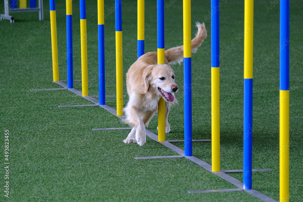 Dog agility in action. The dog is crossing the slalom sticks on ...