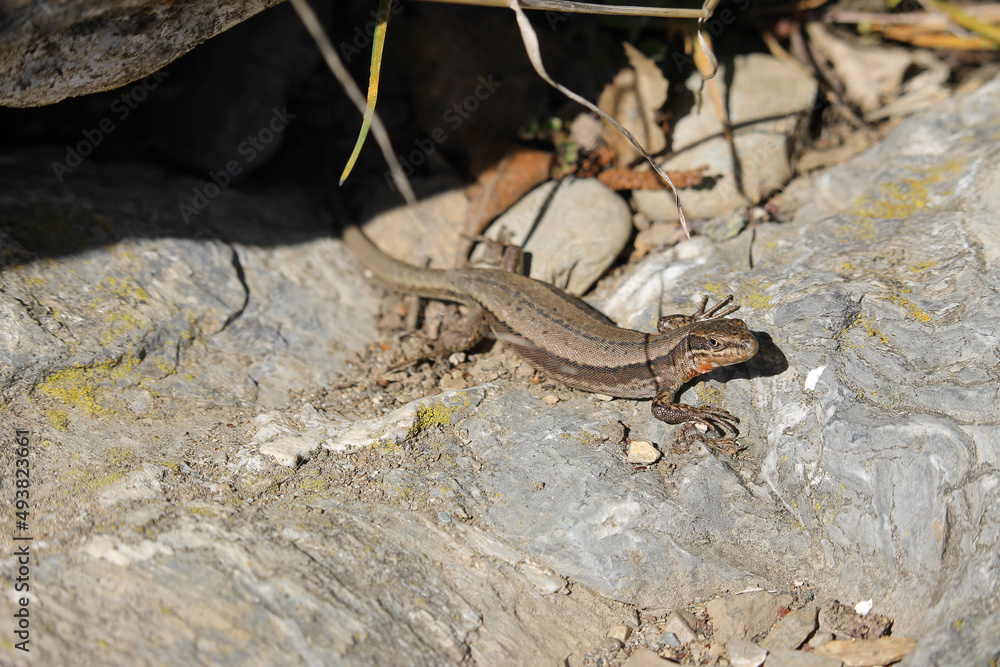 A female adult specimen of common wall lizard (Podarcis muralis) a ...