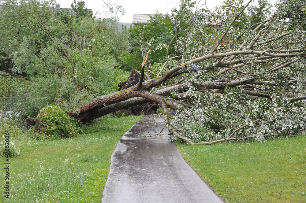 Sturmschäden mit umgestürzten Bäumen, Feuerwehr und stau auf der straße ...