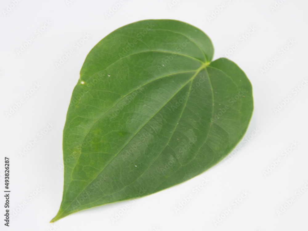 beautiful green betel leaf Stock Photo | Adobe Stock