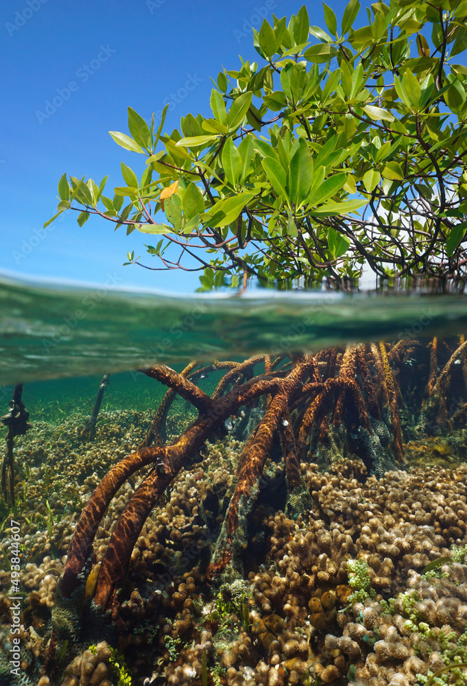 Mangrove tree in the sea, foliage and roots split level view over and ...