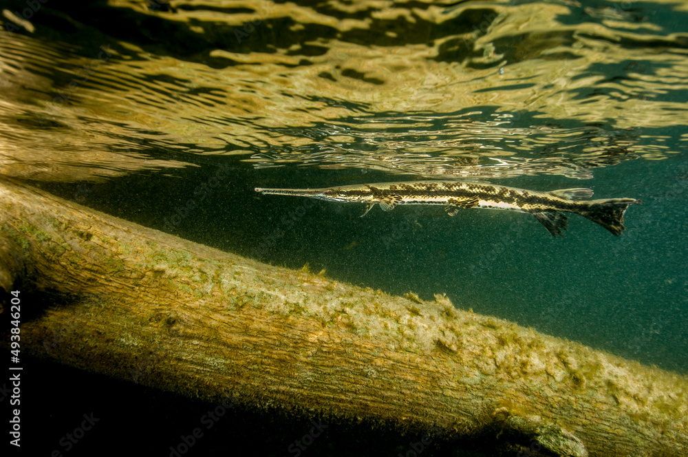 Longnose gar swimming underwater in the St. Lawrence River. Stock Photo ...