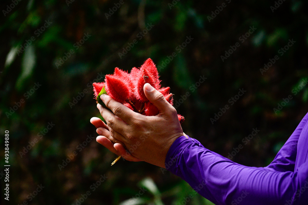 indigenous ritual with annatto flowers in the forest, international day ...