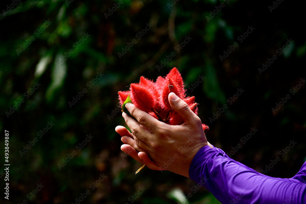 closeup on male hands holding annatto flowers in indigenous religious ...