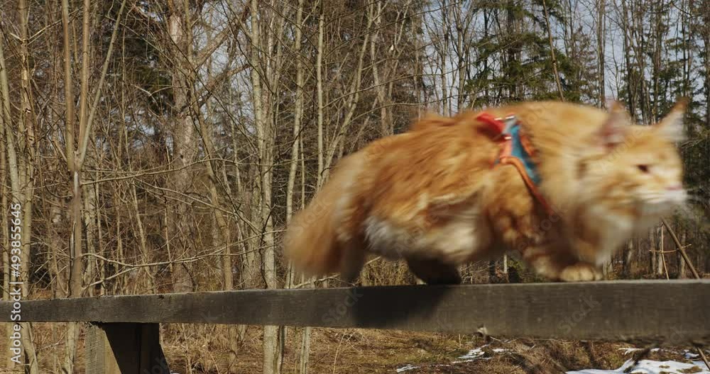 Red Maine Coon in a harness, a cat on a leash, a predator runs along a ...