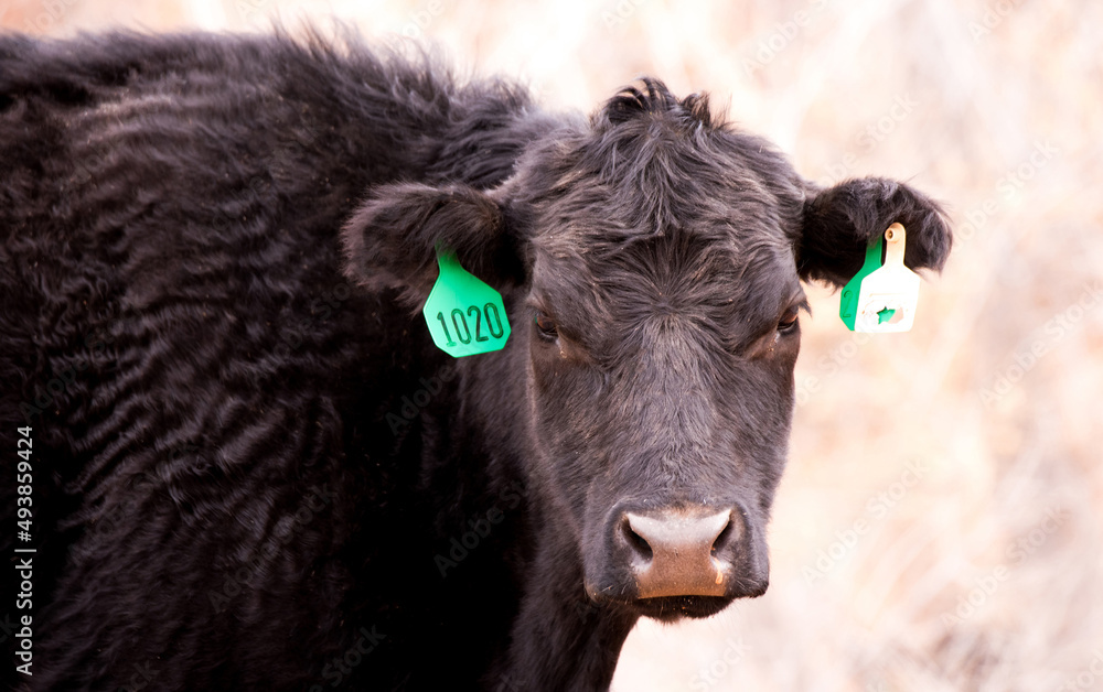 cow, animal, farm, cattle, agriculture, calf, grass, field, brown ...