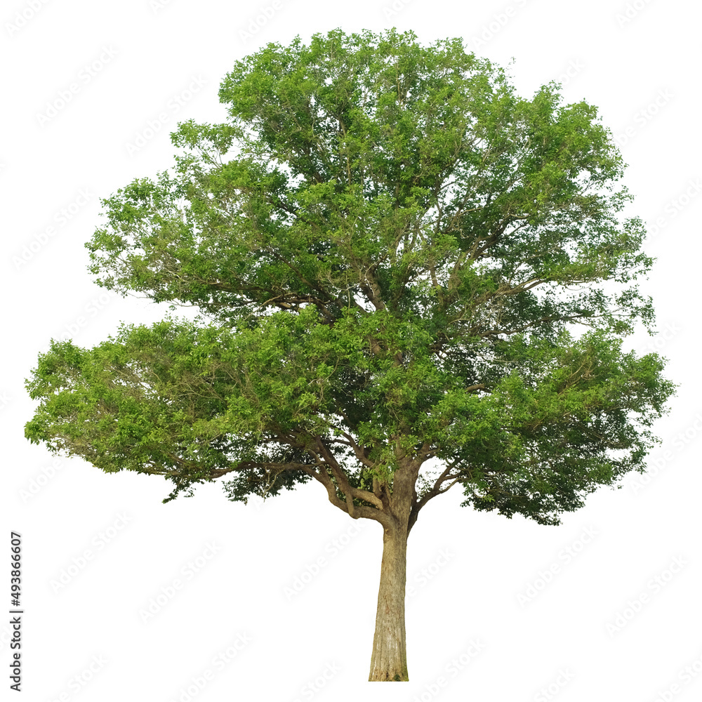 tree side view isolated on white background for landscape and ...