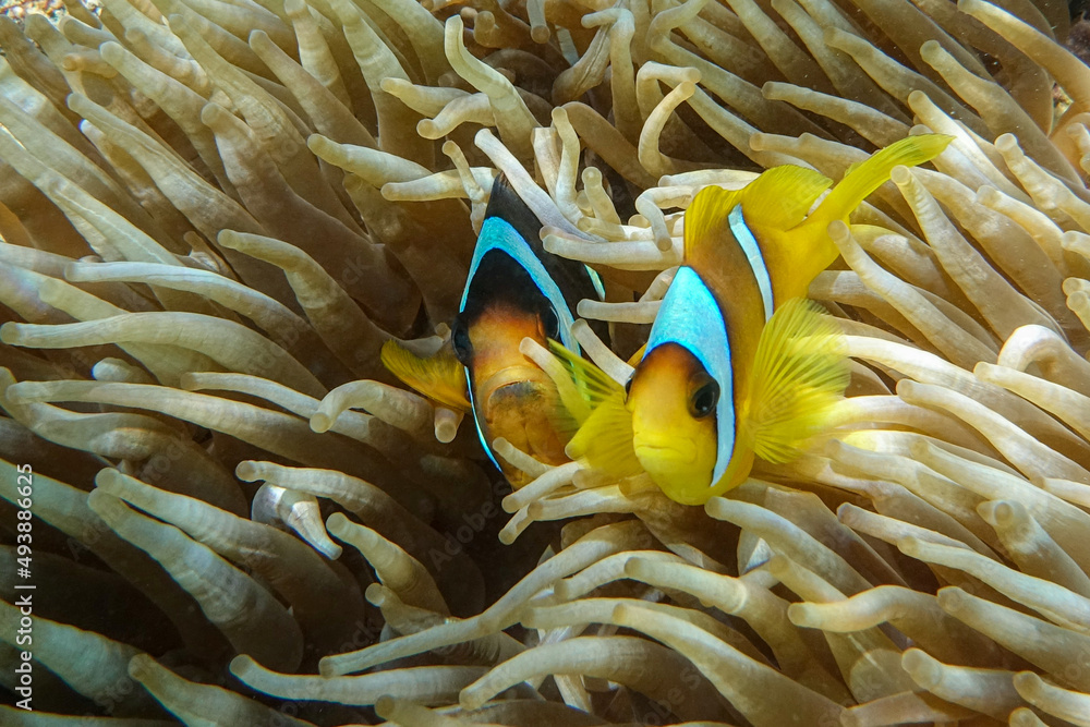 Red sea clown fish, male and female- Amphiprion bicinctus Stock Photo ...