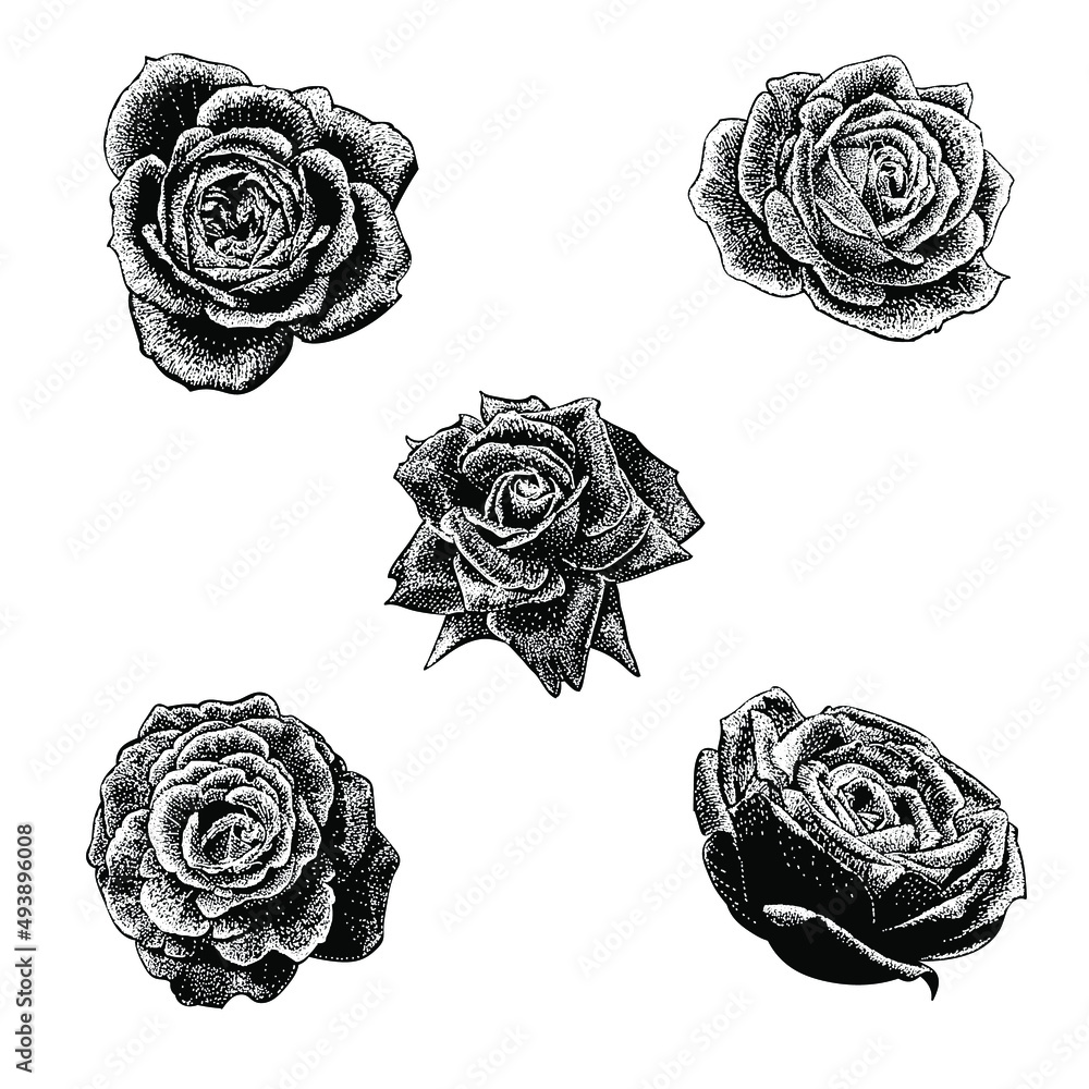 rose flower set hand drawing vector illustration isolated on white ...