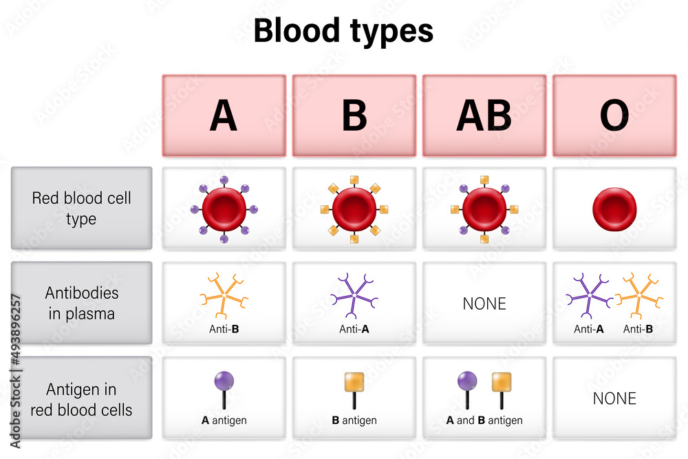 Types of blood (A, B, AB and O) chart. Blood groups. Stock Vector ...
