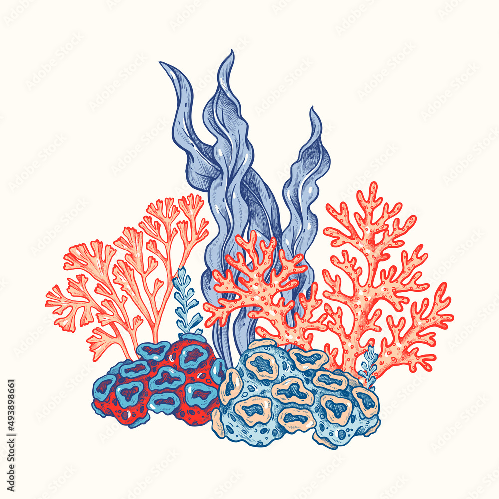 Corals and seaweed in vintage engraving style. Vector Hand Drawn ...