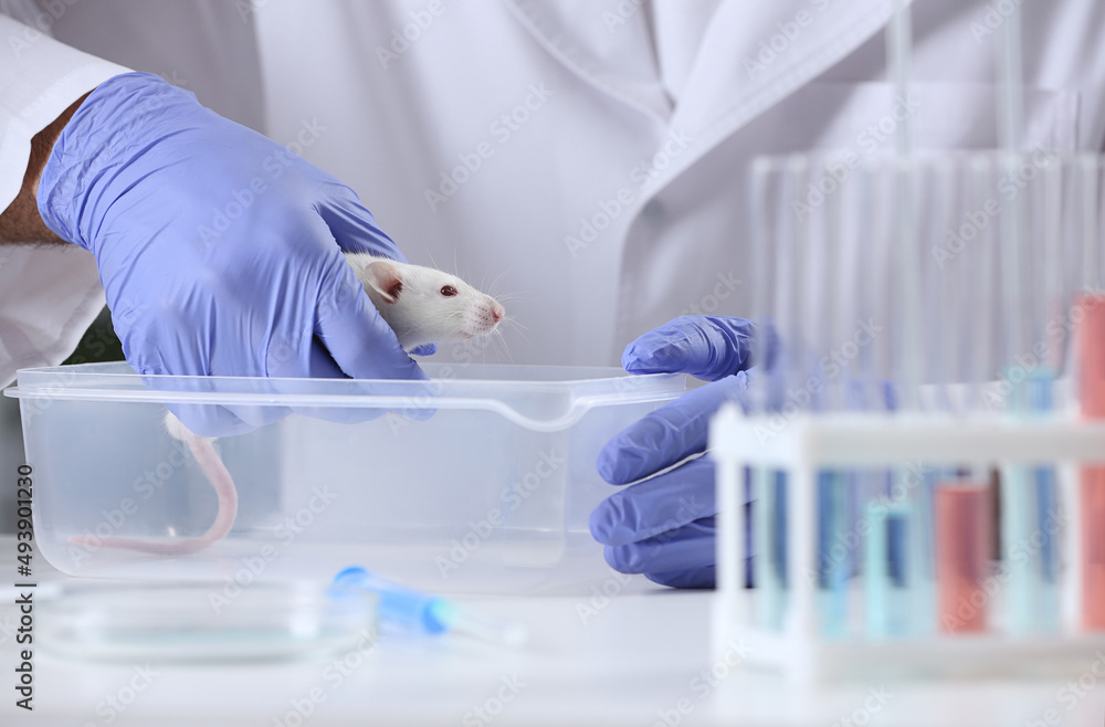 Scientist with rat in chemical laboratory, closeup. Animal testing ...