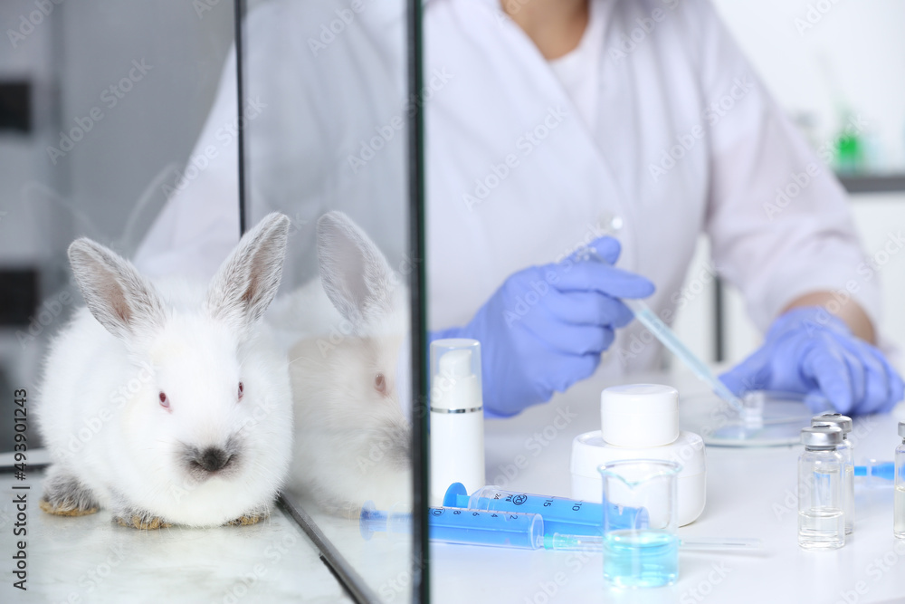 Rabbit in glass box on table and scientist working with microscope at ...