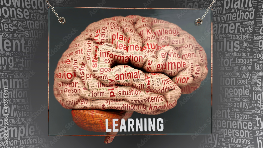 Learning anatomy - its causes and effects projected on a human brain ...