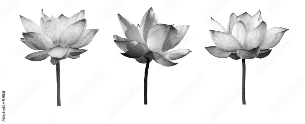 Lotus flower black and white collections isolated on white background ...