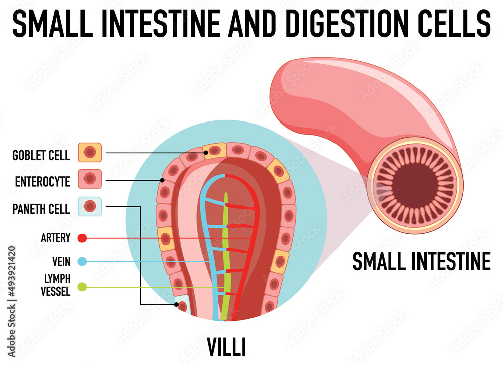 Diagram showing small intestine and digestion cell Stock Vector | Adobe ...