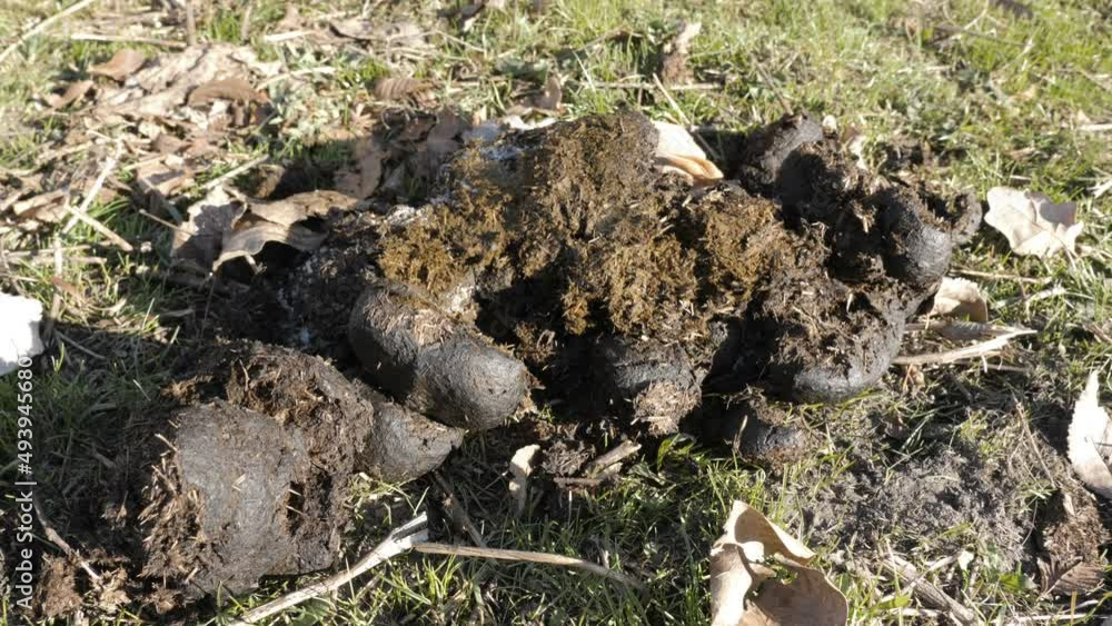 Man Passes Foot On Poop, Shit. The Poop Was Huge. Closer Look Stock ...