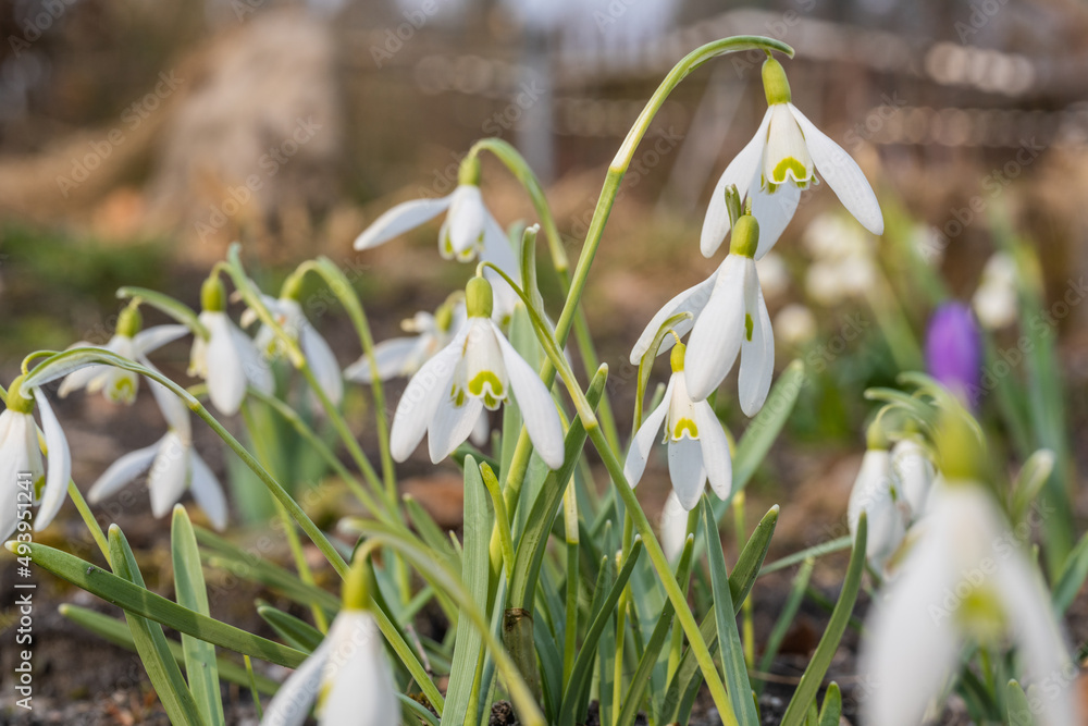 Schneeglöckchen, erste freudige Frühlingsboten der Natur. Unbeeindruckt ...