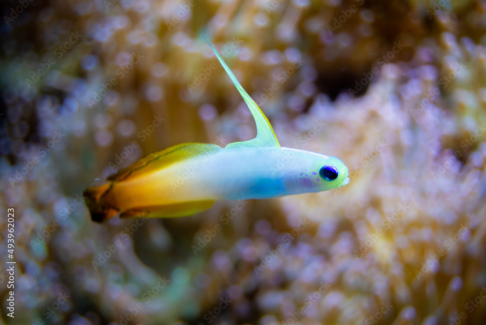 Exotic fire goby fish in an aquarium, fire dartfish, Nemateleotris ...
