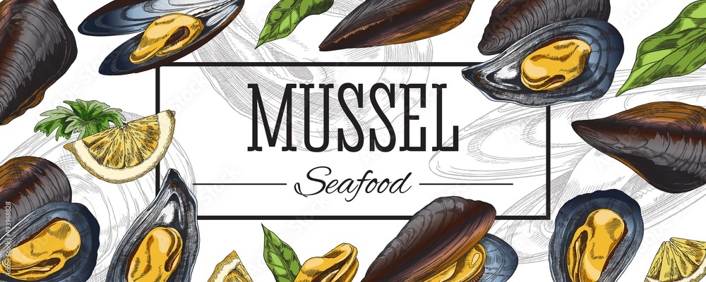 Mussel banner or menu template hand drawn colorful vector illustration ...