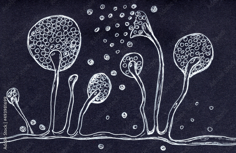 Structure of Mucor mold, black fungus Stock Illustration | Adobe Stock