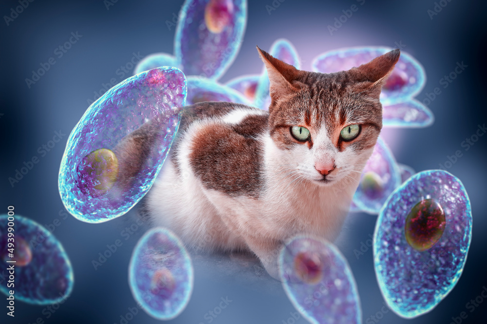 Parasitic protozoans Toxoplasma gondii Stock Photo | Adobe Stock