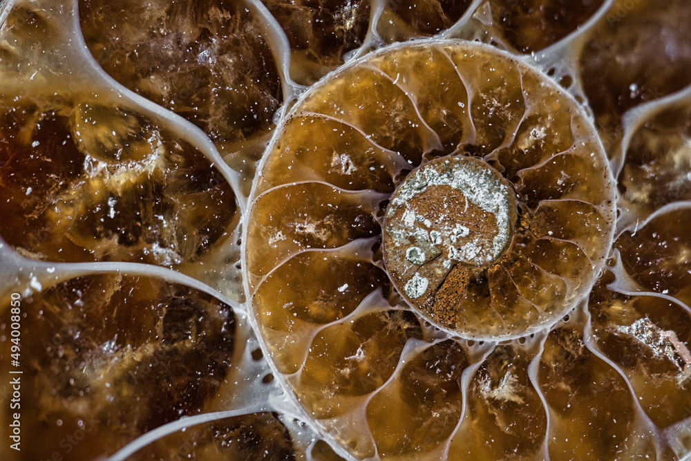 Macro shot of a small red ammonite Stock-Foto | Adobe Stock