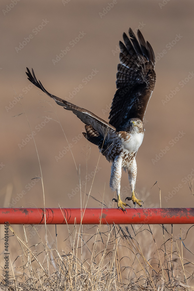 Vertical shallow focus shot of a red-tailed hawk landing on a metal ...