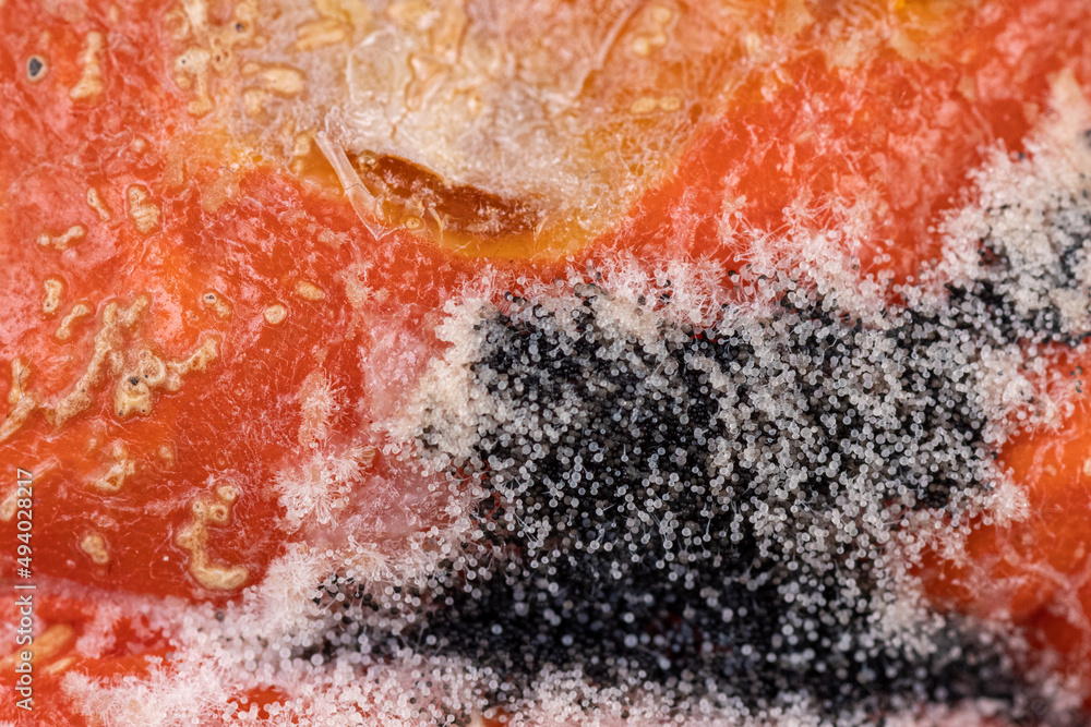 Texture of various poisonous mold, spores, fungi on fruits, macro ...