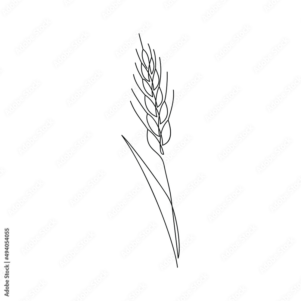 Wheat Drawing