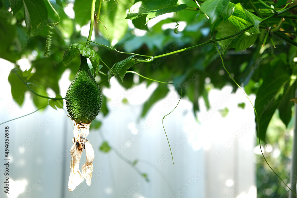 Cochinchin Gourd Gac, Momordica Cochinchinensis fruit on vine Stock ...