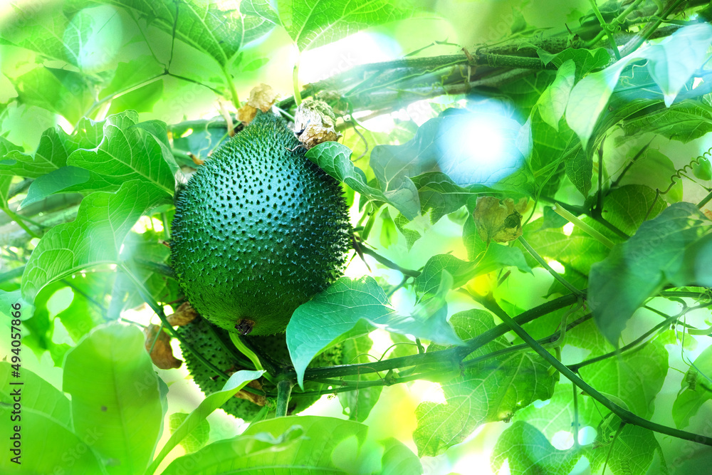 Cochinchin Gourd Gac, Momordica Cochinchinensis fruit on vine Stock ...
