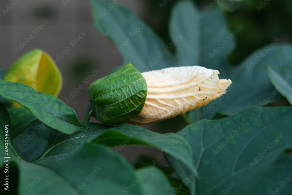 Gac fruit flower and some flower buds on vine. Cochinchin Gourd Gac ...