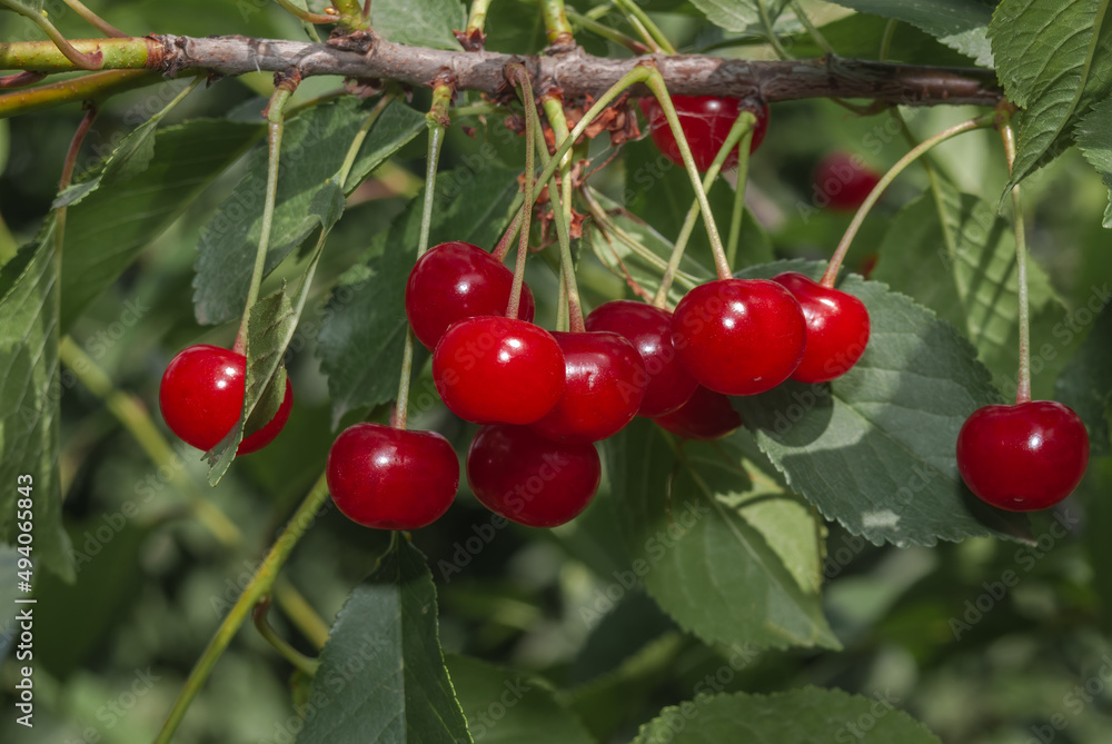 Duke Cherry (Prunus avium x Prunus cerasus) in orchard Stock Photo ...
