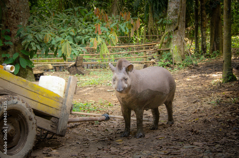 Tapir géant dans la forêt amazonienne au brésil Stock Photo | Adobe Stock